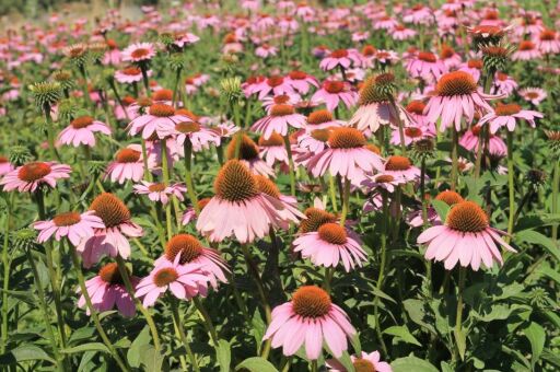 Tıbbi ve Aromatik bitkiler - Farmer Life