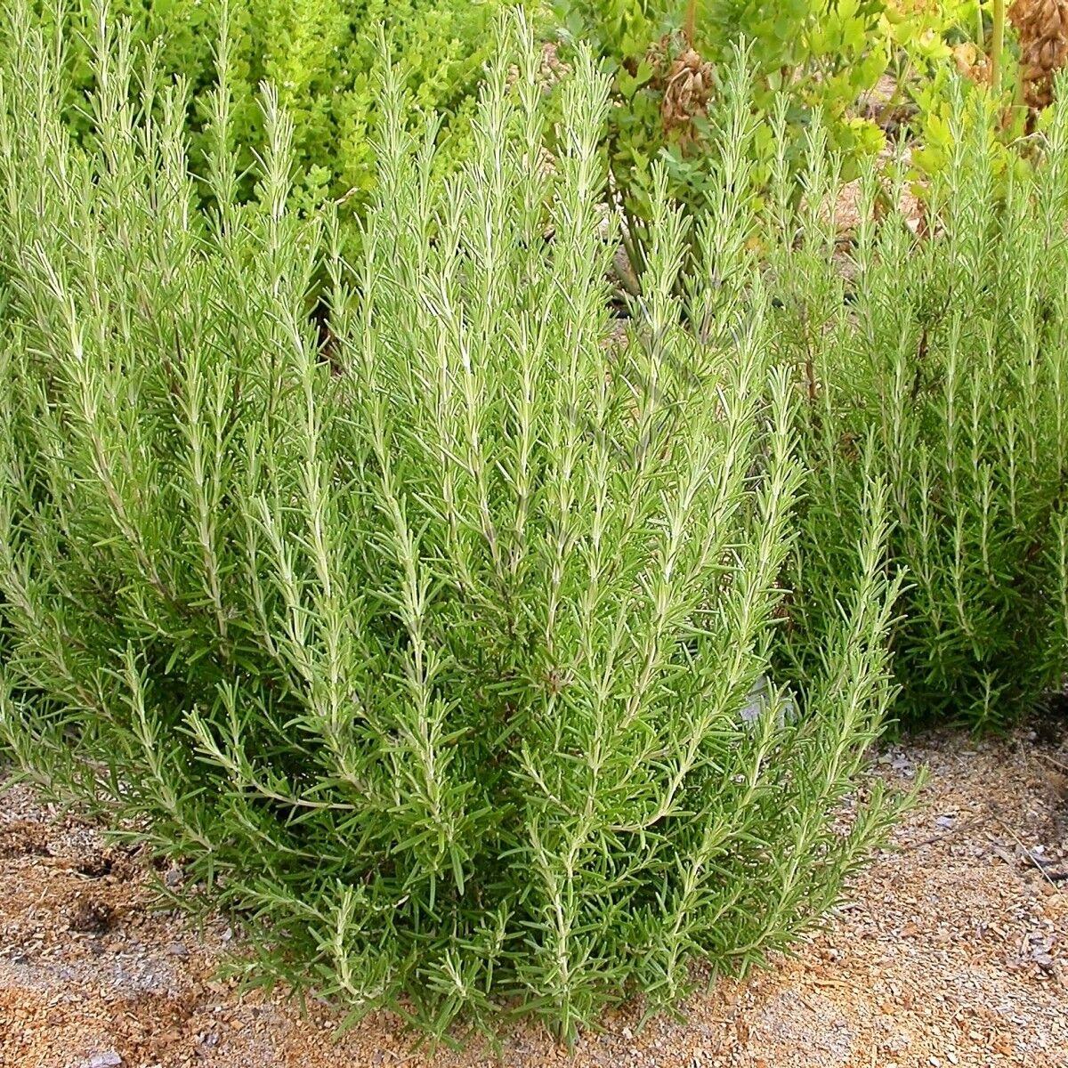 Biberiye Fidesi 6 Adet - Farmer Life