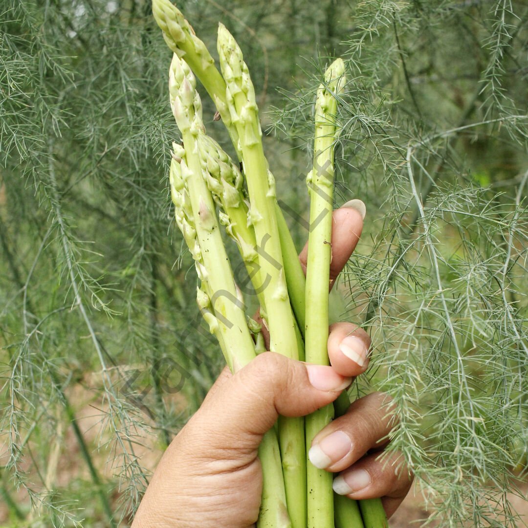 Kuşkonmaz (Asparagus) Tohumu (50 Tohum) - Farmer Life