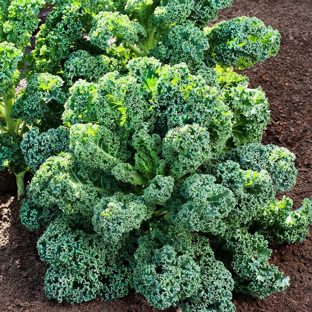 Kıvırcık Lahana (Curly Siberian Kale) Fidesi 6 Adet - Farmer Life